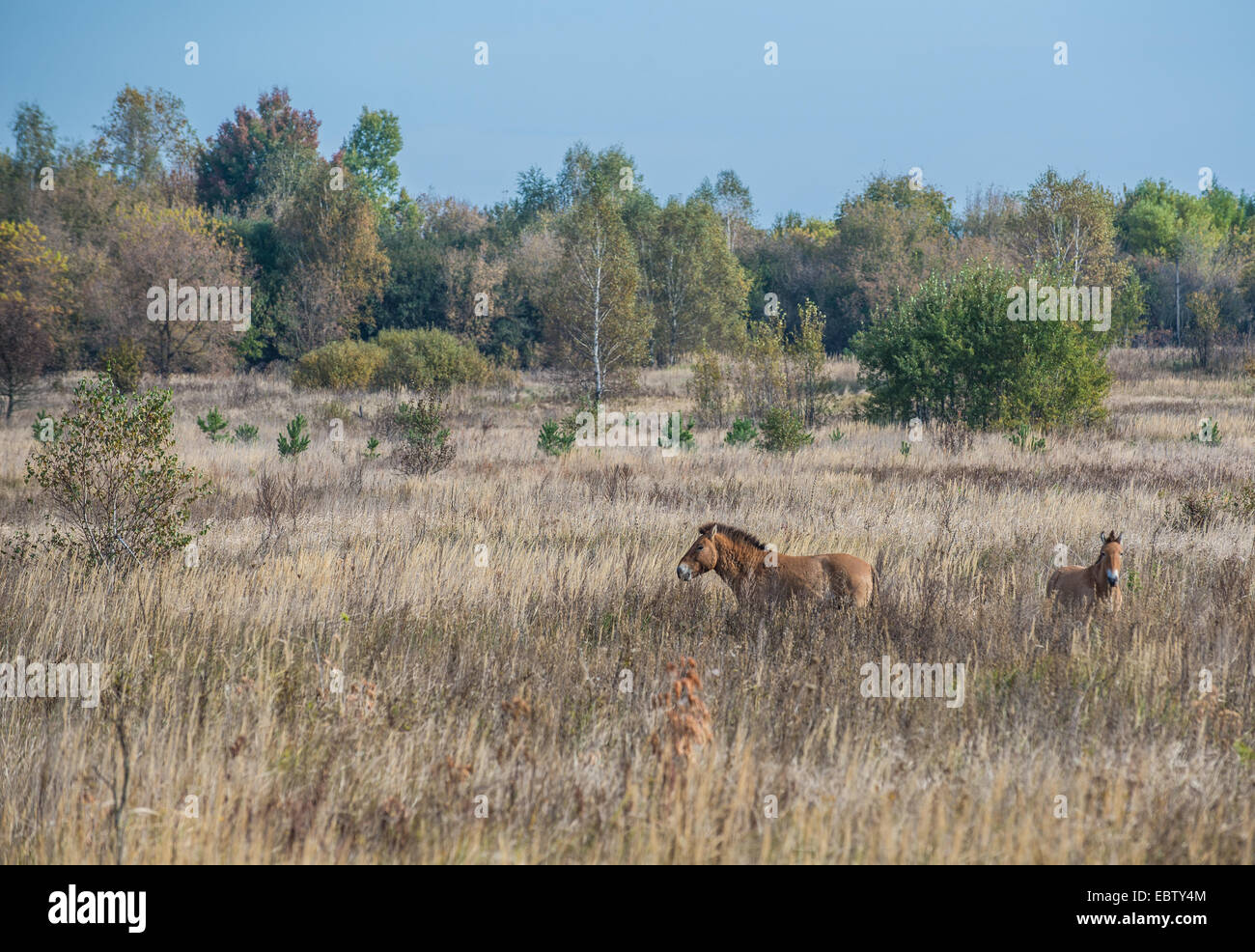 Mutant Wolves Chernobyl