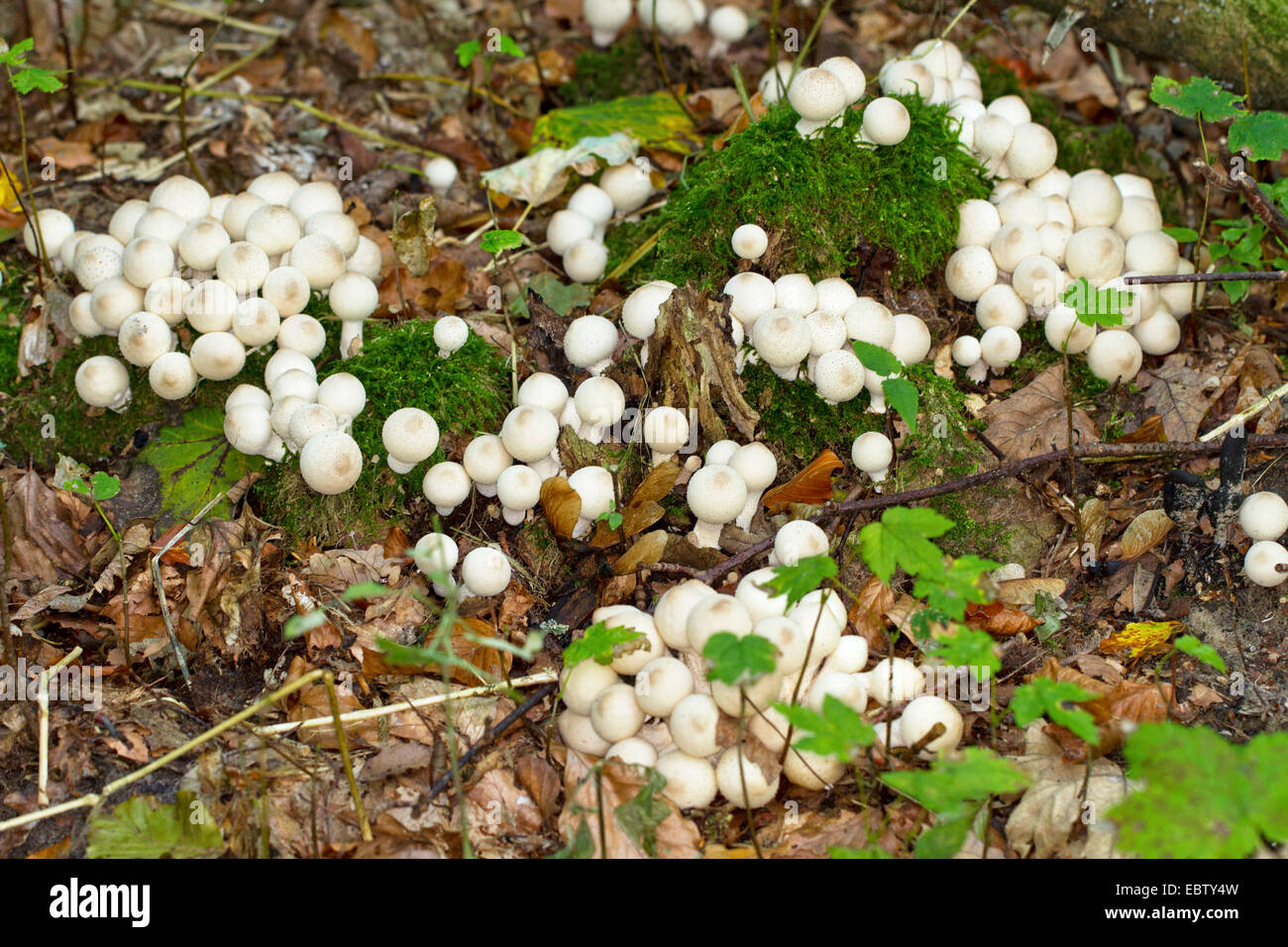 Puffballs hi-res stock photography and images - Alamy
