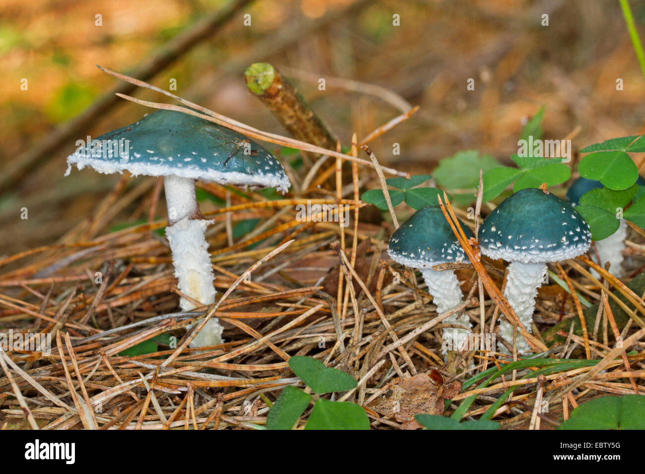 verdigris agaric (Stropharia aeruginosa), four fruiting bodies on ...