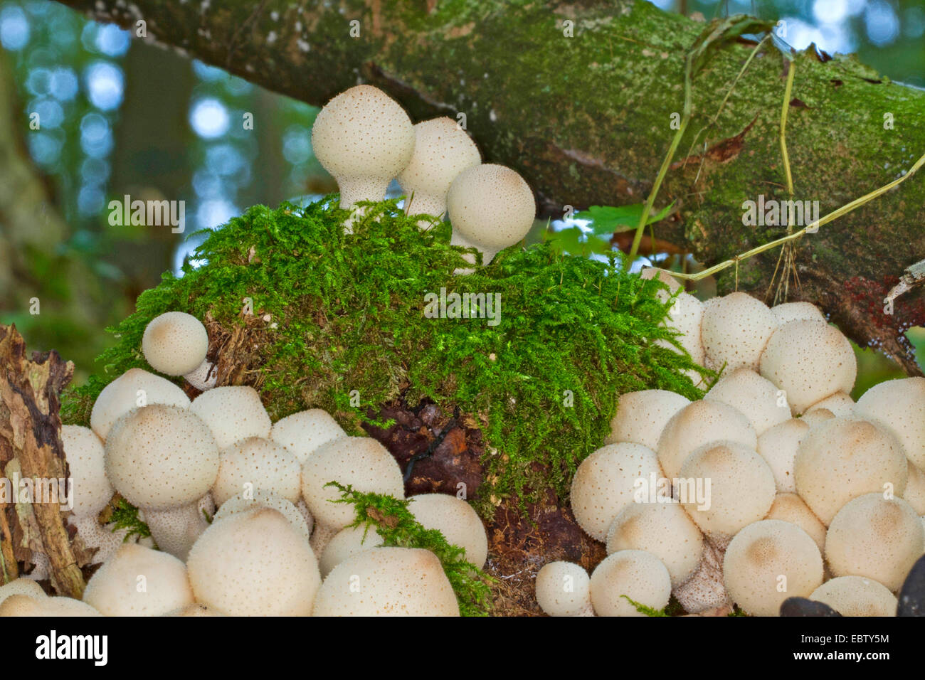 stump puffball (Lycoperdon pyriforme), stump puffballs on a tree snag ...