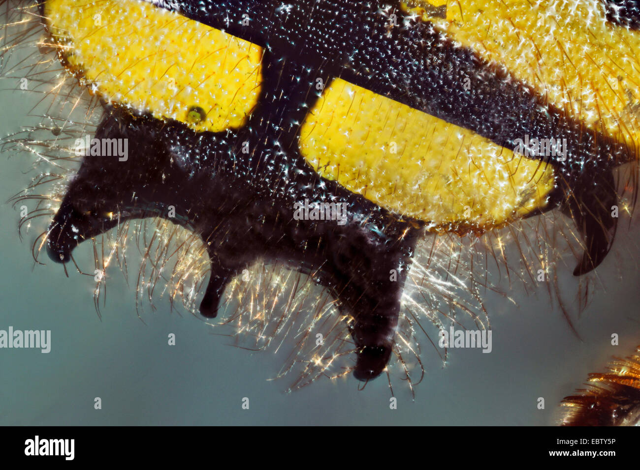 wool carder bee (Anthidium manicatum), back of a drone, Germany ...