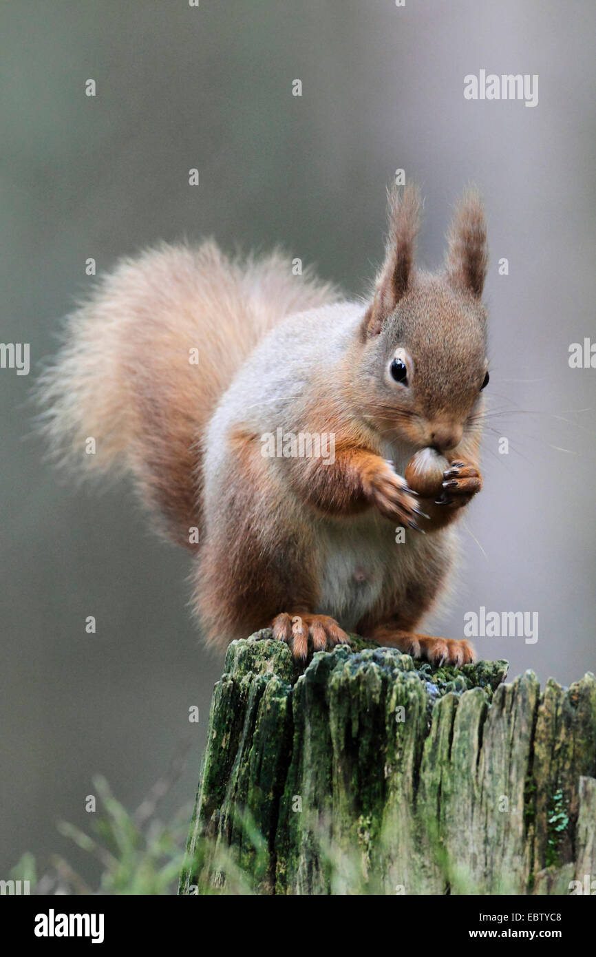 European red squirrel, Eurasian red squirrel (Sciurus vulgaris), with ...
