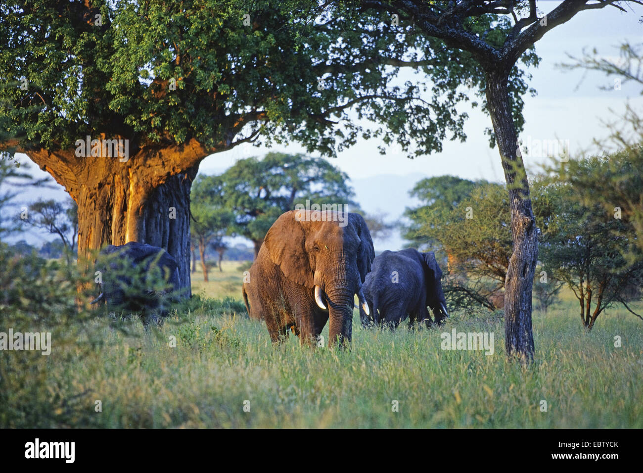 Elephants in trees hi-res stock photography and images - Alamy