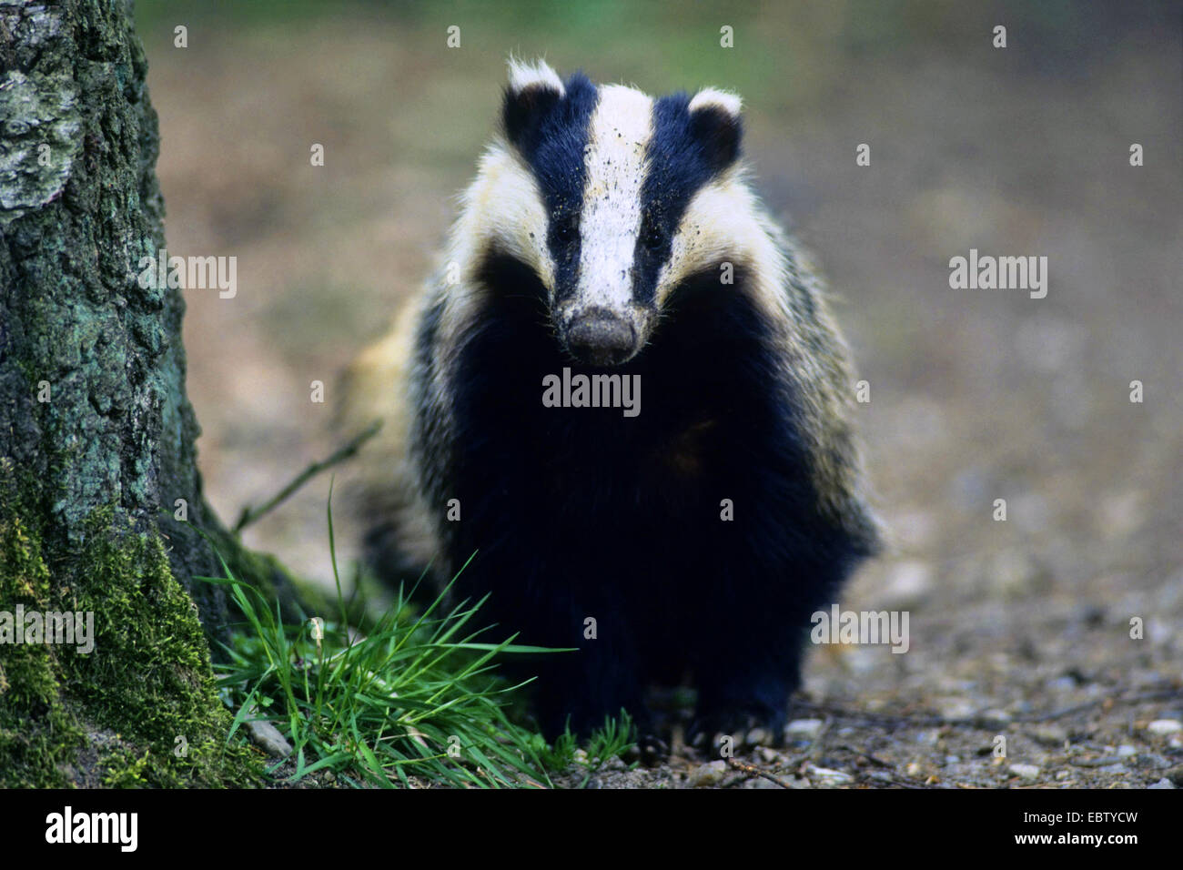 Old World badger, Eurasian badger (Meles meles), sitting at a trunk ...