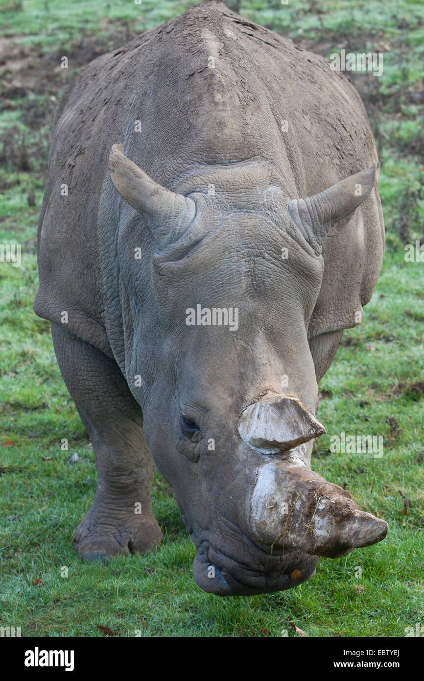 A portrait view of a White Rhinoceros Stock Photo - Alamy