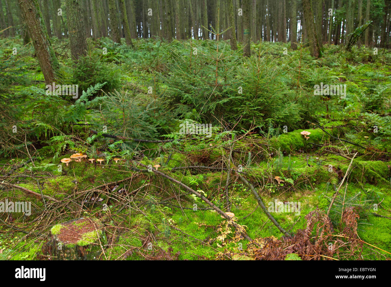 Brown roll-rim, Common roll-rim, Poison pax (Paxillus involutus ...