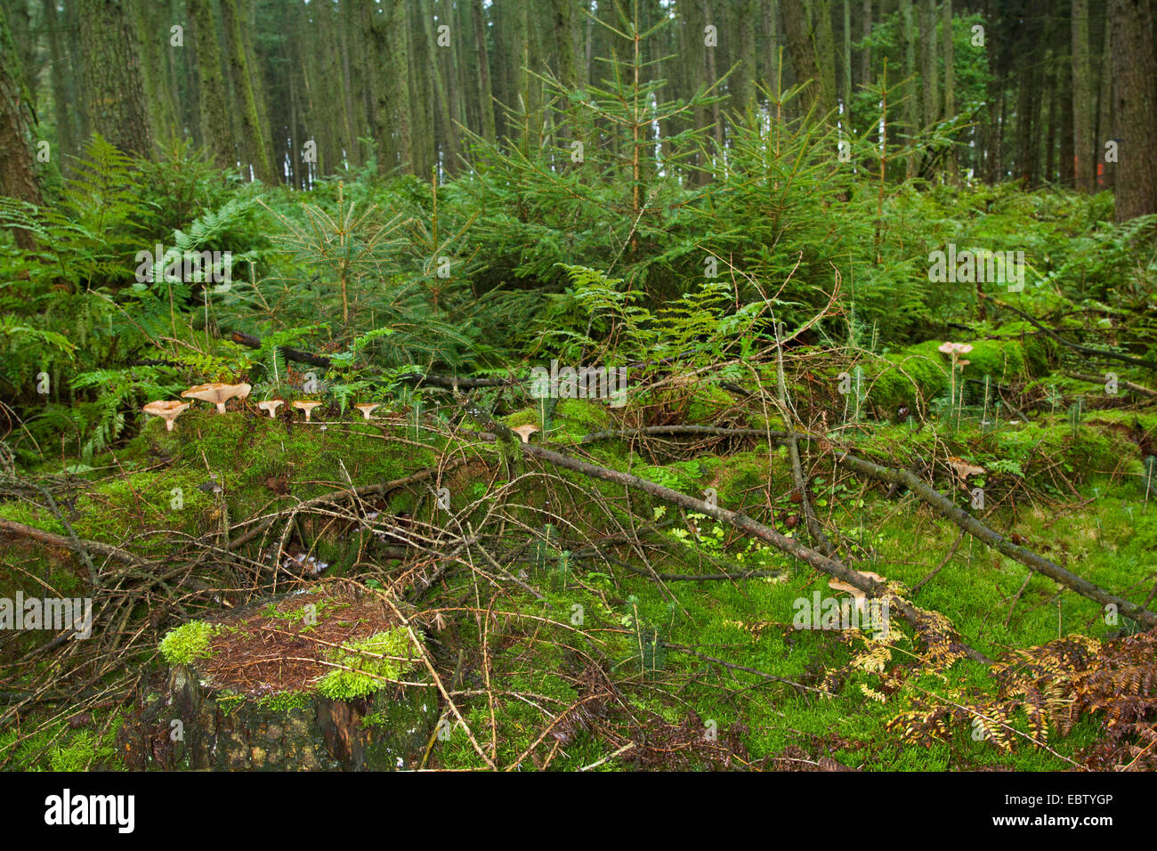 Brown roll-rim, Common roll-rim, Poison pax (Paxillus involutus ...