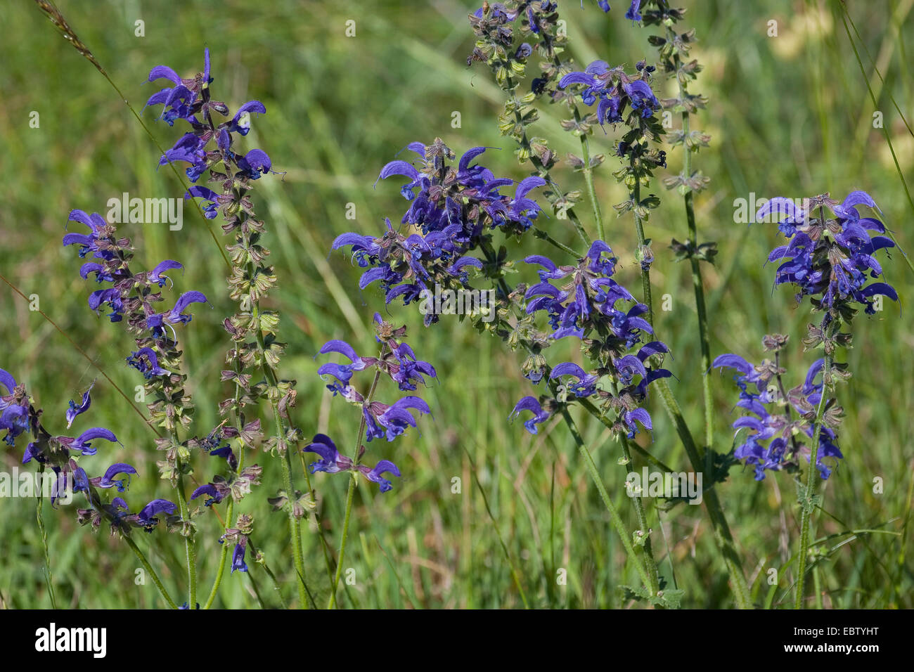 meadow clary, meadow sage (Salvia pratensis), blooming, Germany Stock ...