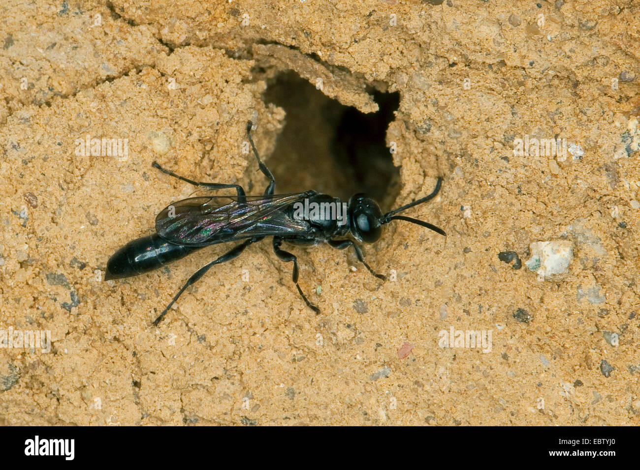 Male Digger Wasps Identification