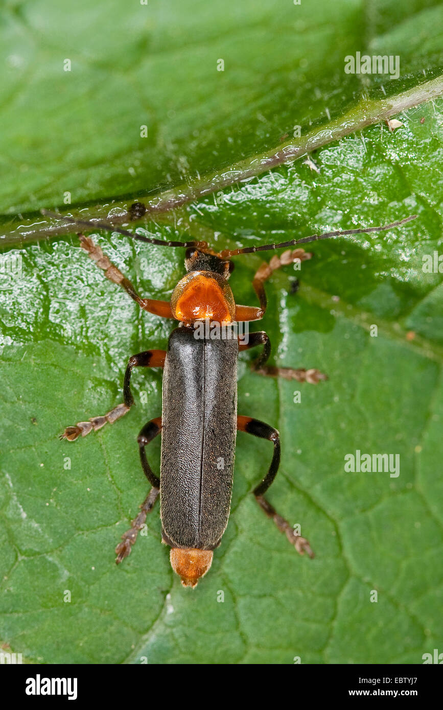 Soldier Beetle, Soldier Beetles (Cantharis pellucida), sitting on a ...