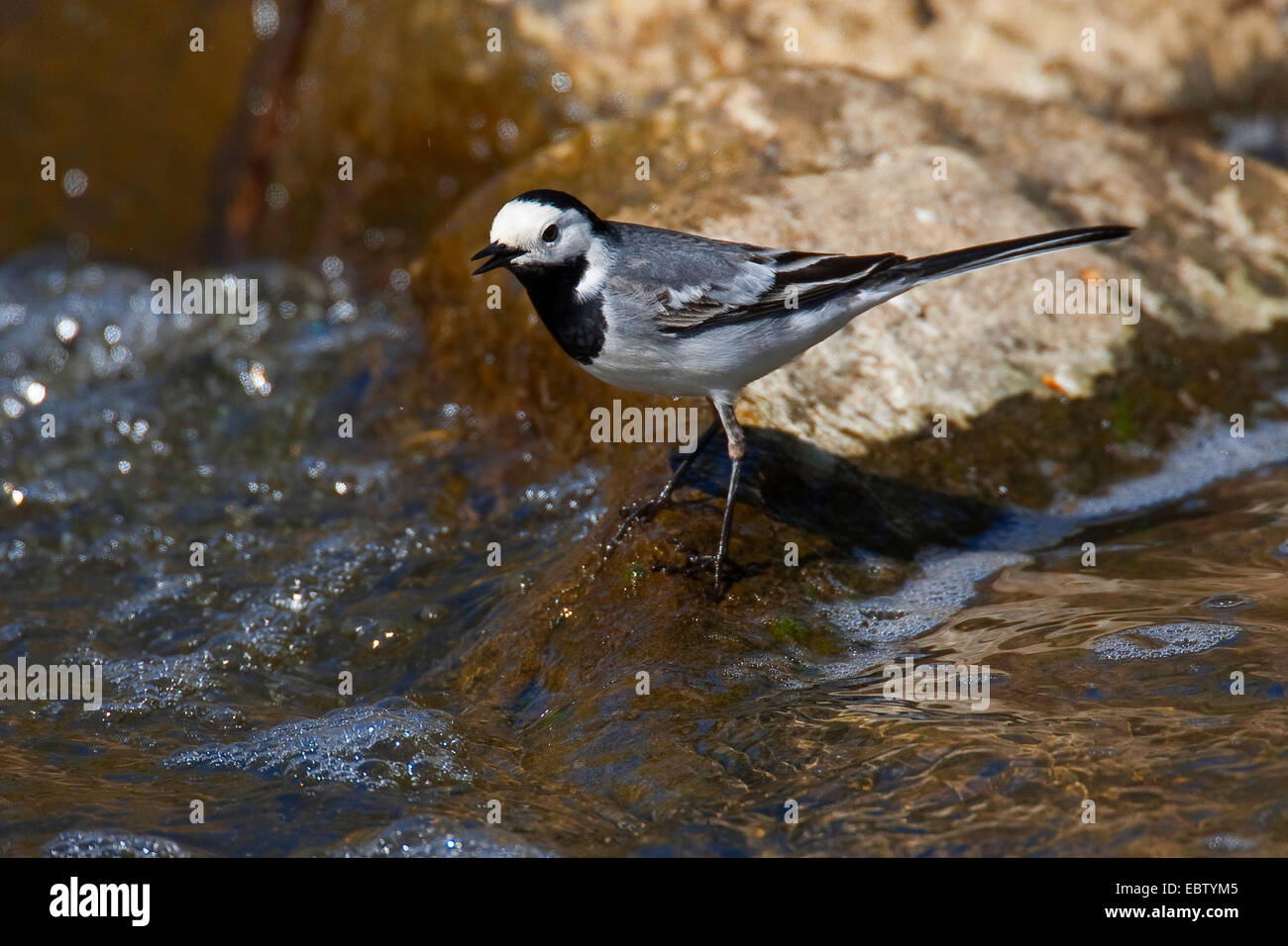 pied wagtail (Motacilla alba), standing in a creek, Germany Stock Photo ...