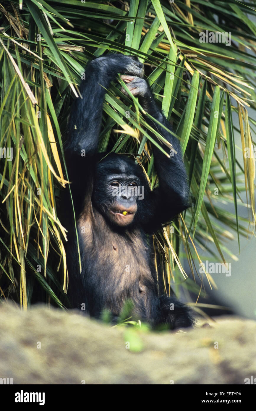 bonobo, pygmy chimpanzee (Pan paniscus), young bonobo with a palm leaf ...