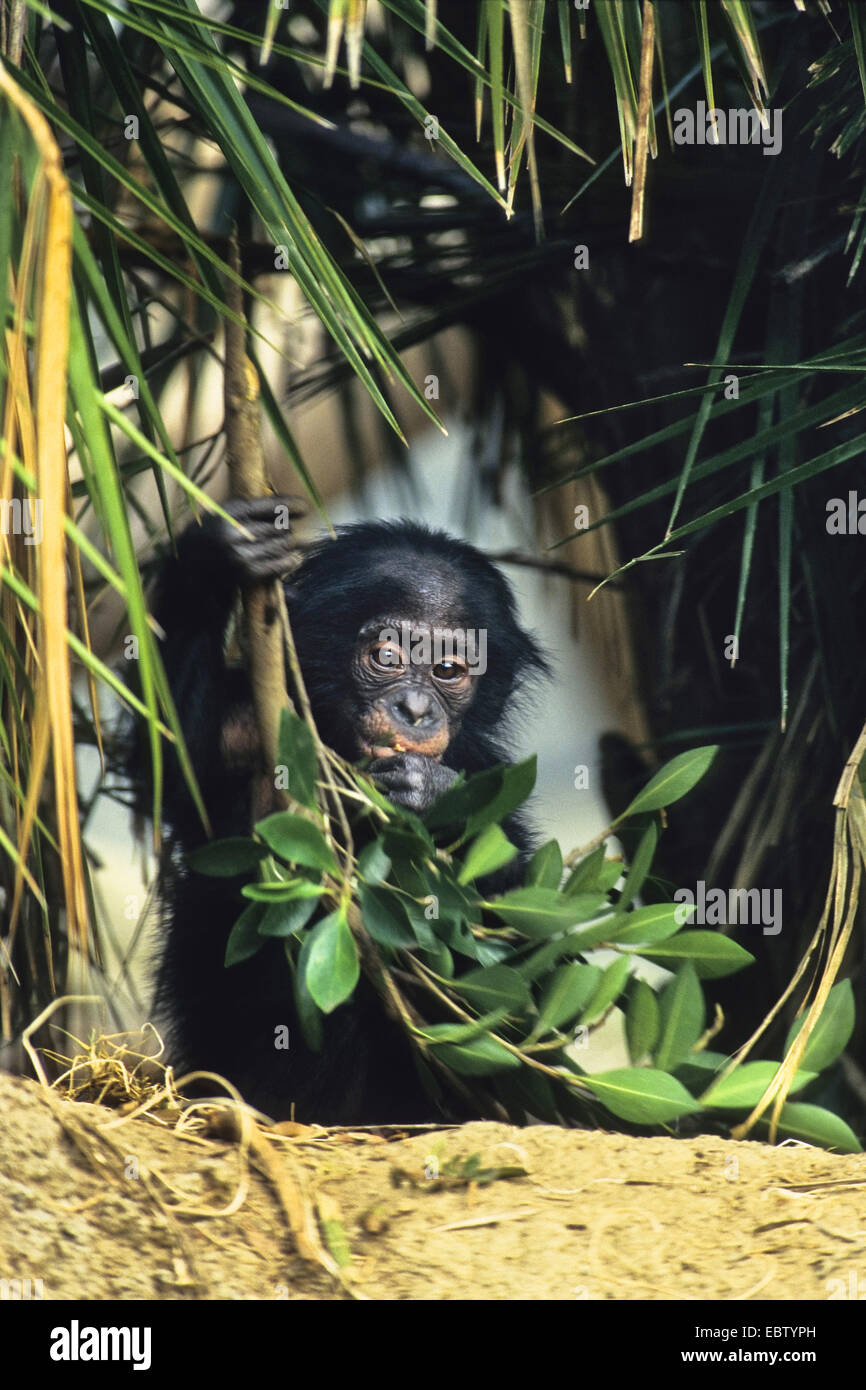 bonobo, pygmy chimpanzee (Pan paniscus), pup with branch Stock Photo ...
