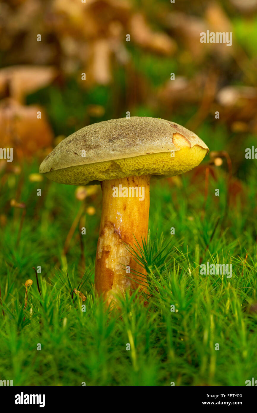 Yellow-cracked bolete, Suede bolete, Brown and yellow bolet, Boring ...