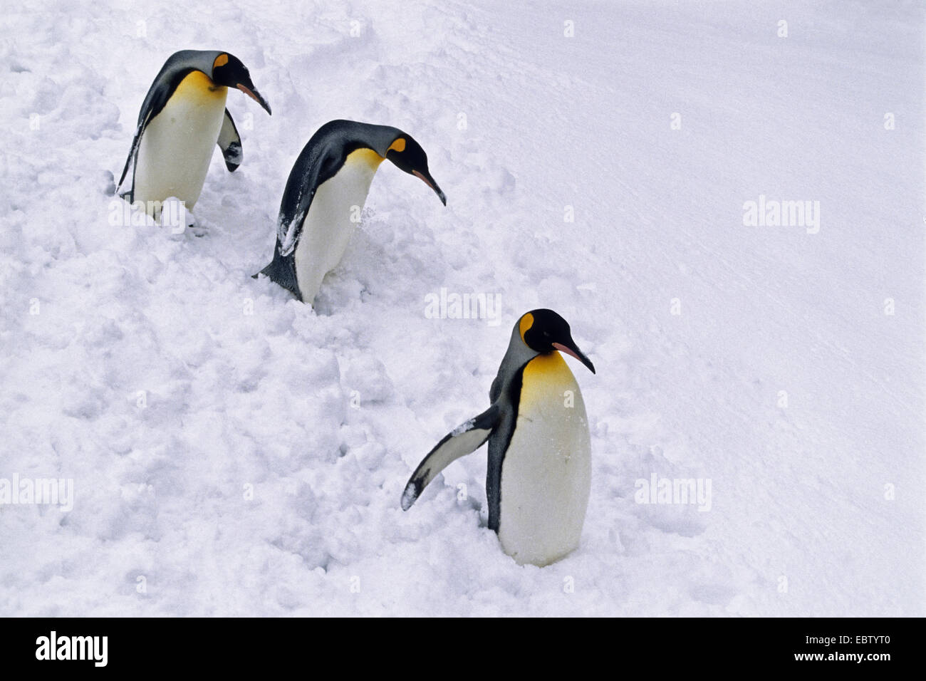 king penguin (Aptenodytes patagonicus), King Penguins in snow ...