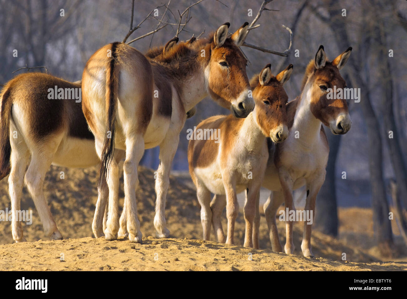 kulan, khur, onager, dziggetai (Equus hemionus kiang, Equus kiang ...