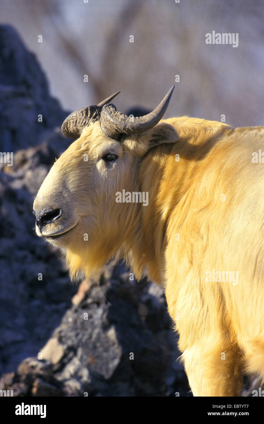 takin (Budorcas taxicolor), portrait, China Stock Photo - Alamy