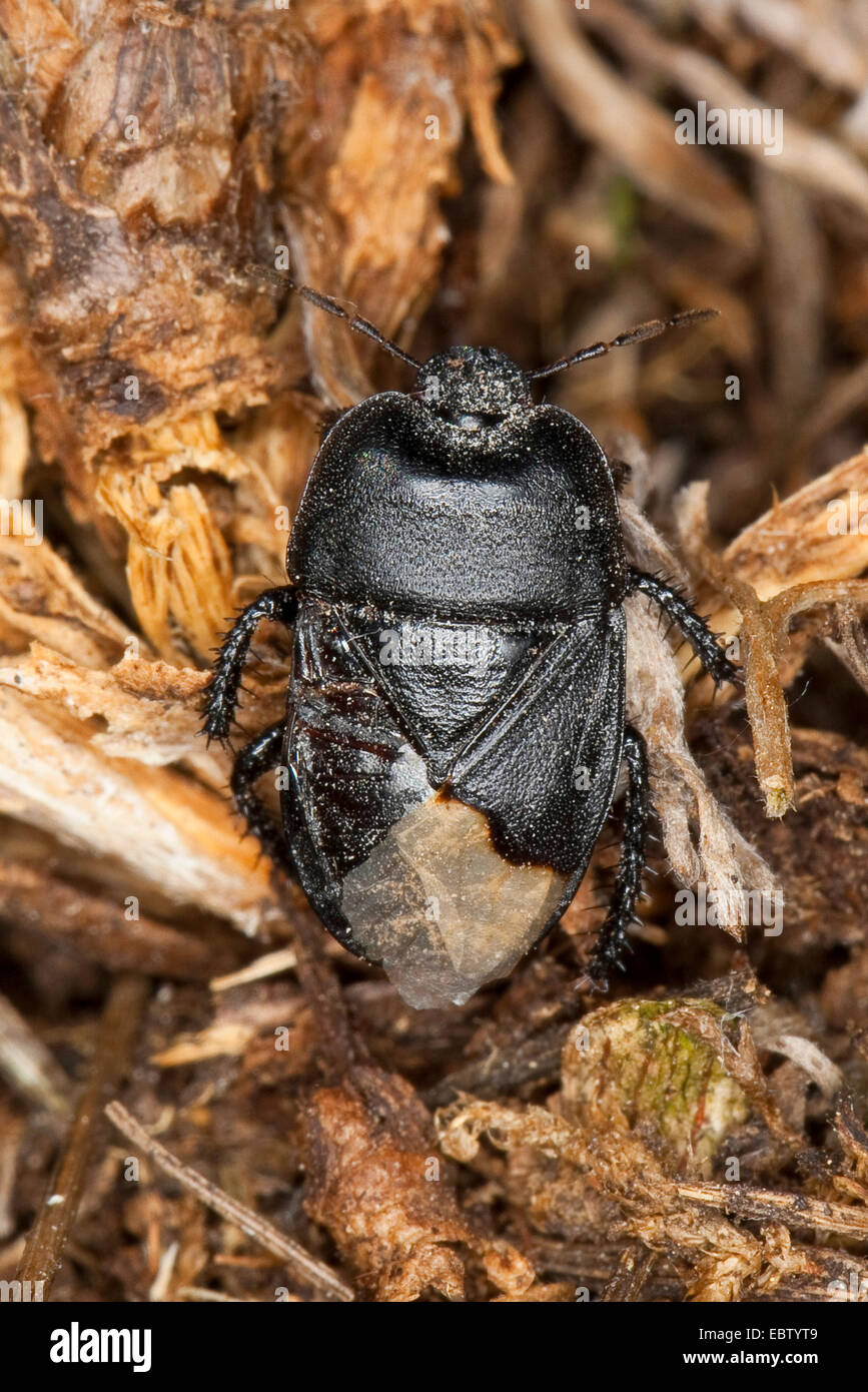 burrower bug, cydnid bug (Cydnus aterrimus), top view, Germany Stock ...