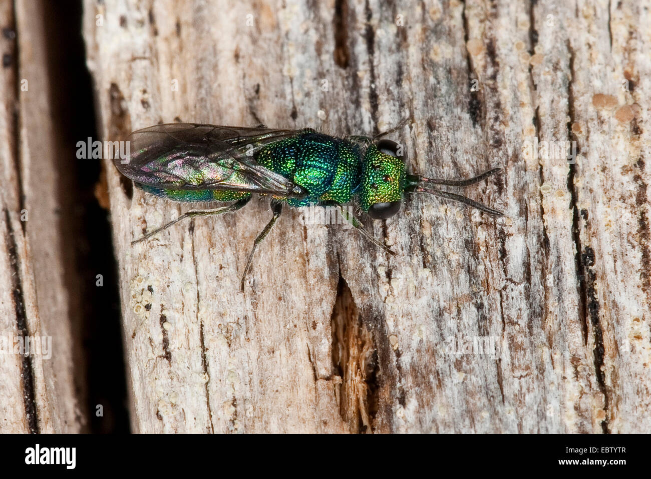 cuckoo wasp, cuckoo wasps (Trichrysis cyanea, Chrysis cyanea), on wood ...