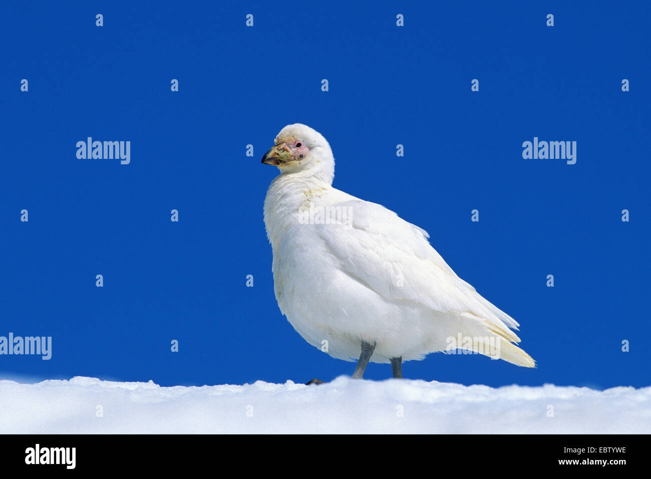 Snowy Sheathbill, Pale-faced sheathbill, Paddy (Chionis alba), against ...