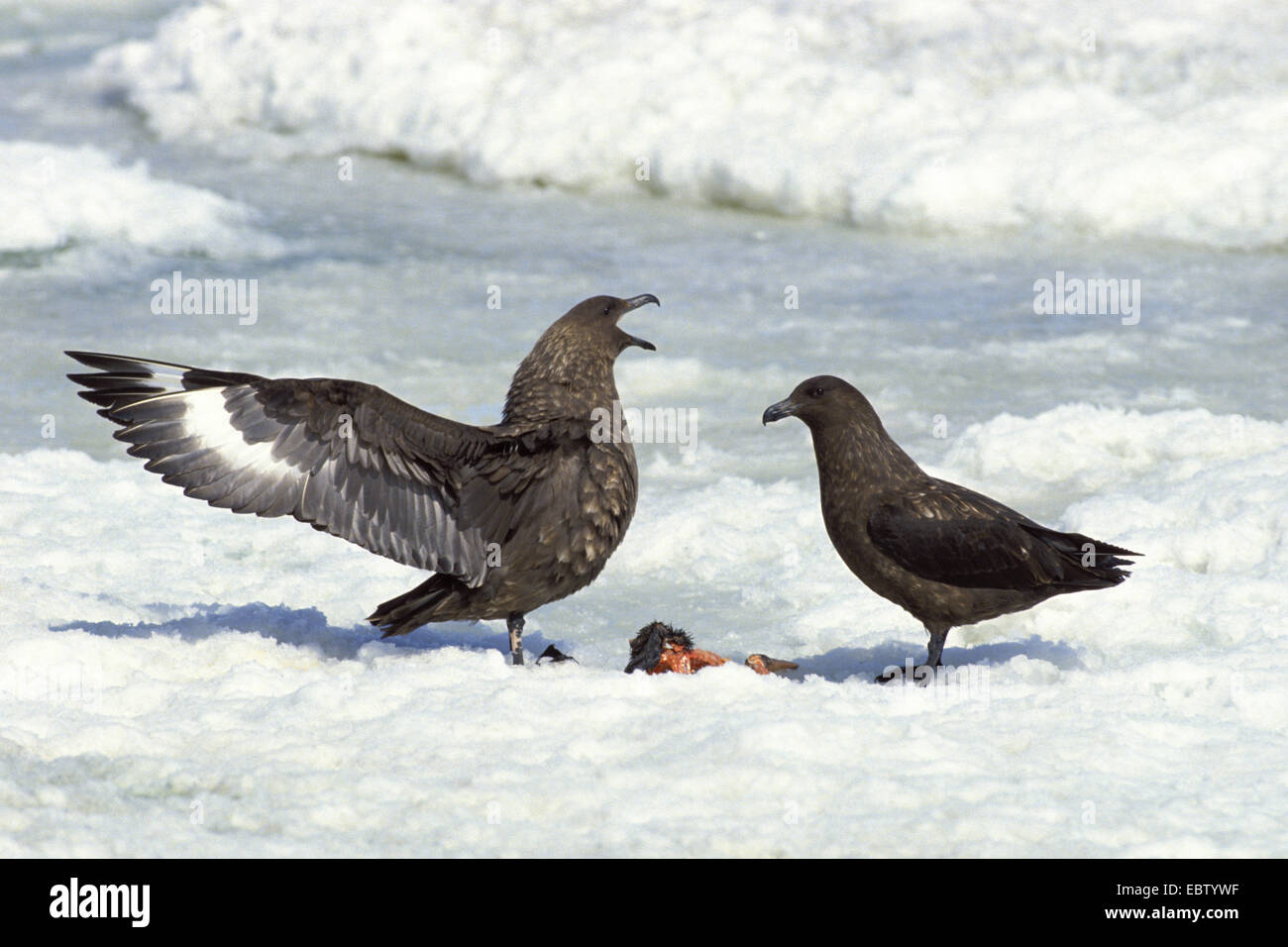 Skua antarctica hi-res stock photography and images - Alamy