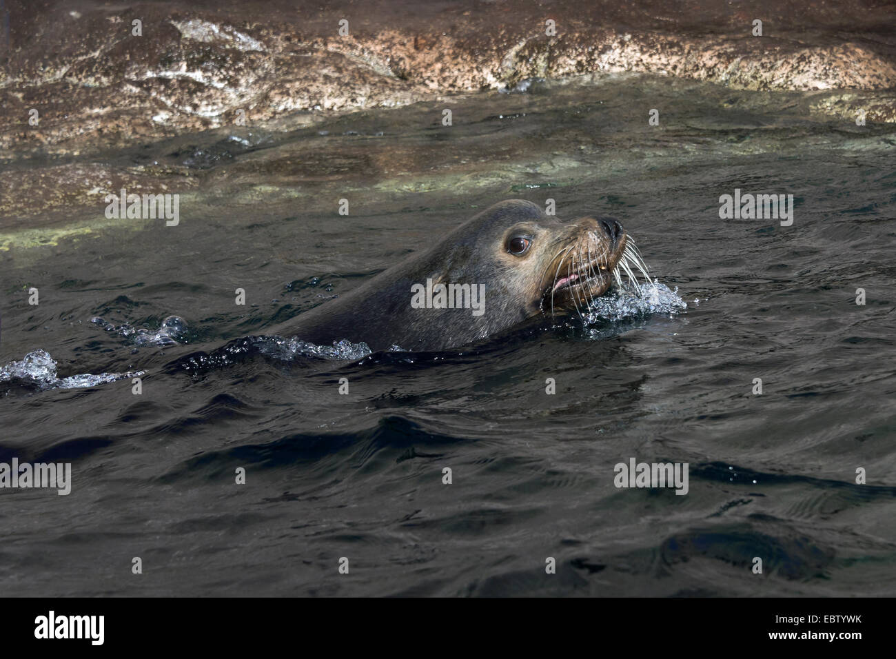 California sea lion surfacing to take a look, Isla Carmen, Parque ...