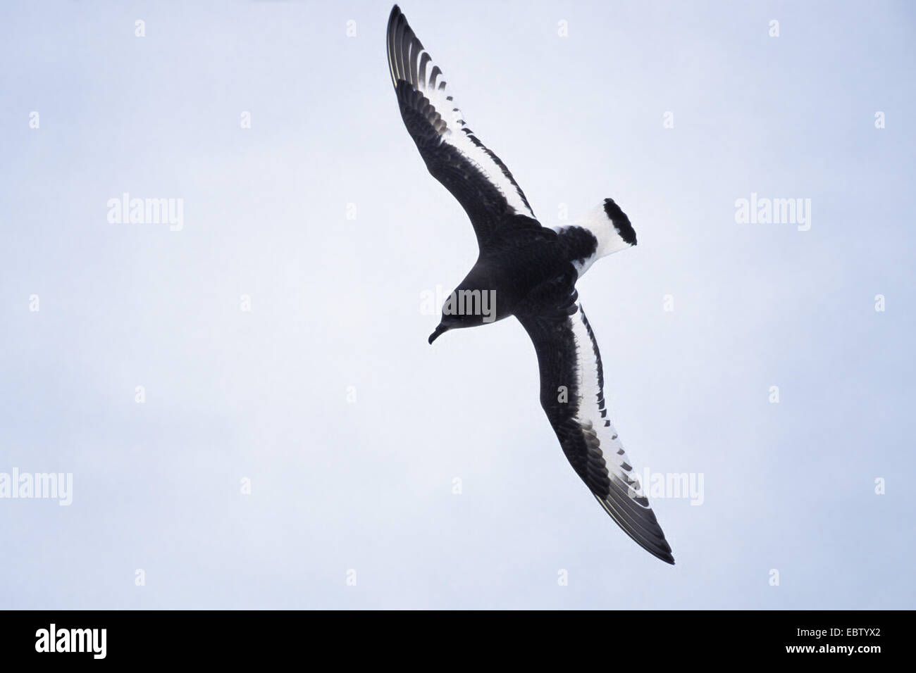 Antarctic petrel (Thalassoica antarctica), Antarctic Petrel in flight ...