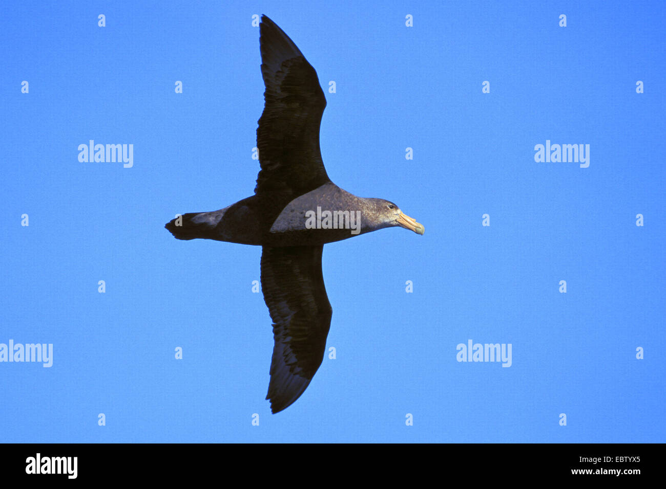 Southern giant petrel, giant petrel (Macronectes giganteus), flying ...