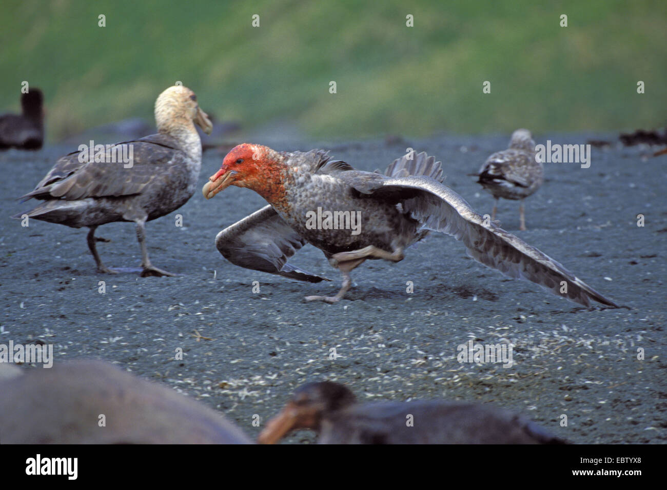 Petrel bird australia hi-res stock photography and images - Alamy