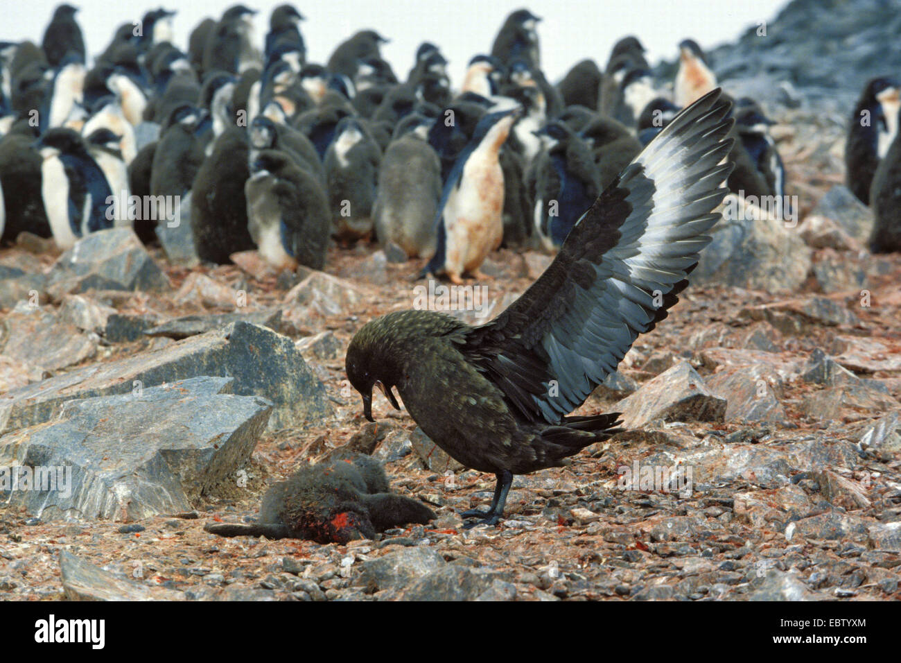 Antarctic penguin eating hi-res stock photography and images - Alamy