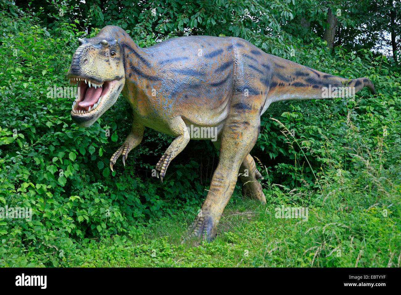 Albertosaurus (Albertosaurus), attacking Stock Photo - Alamy