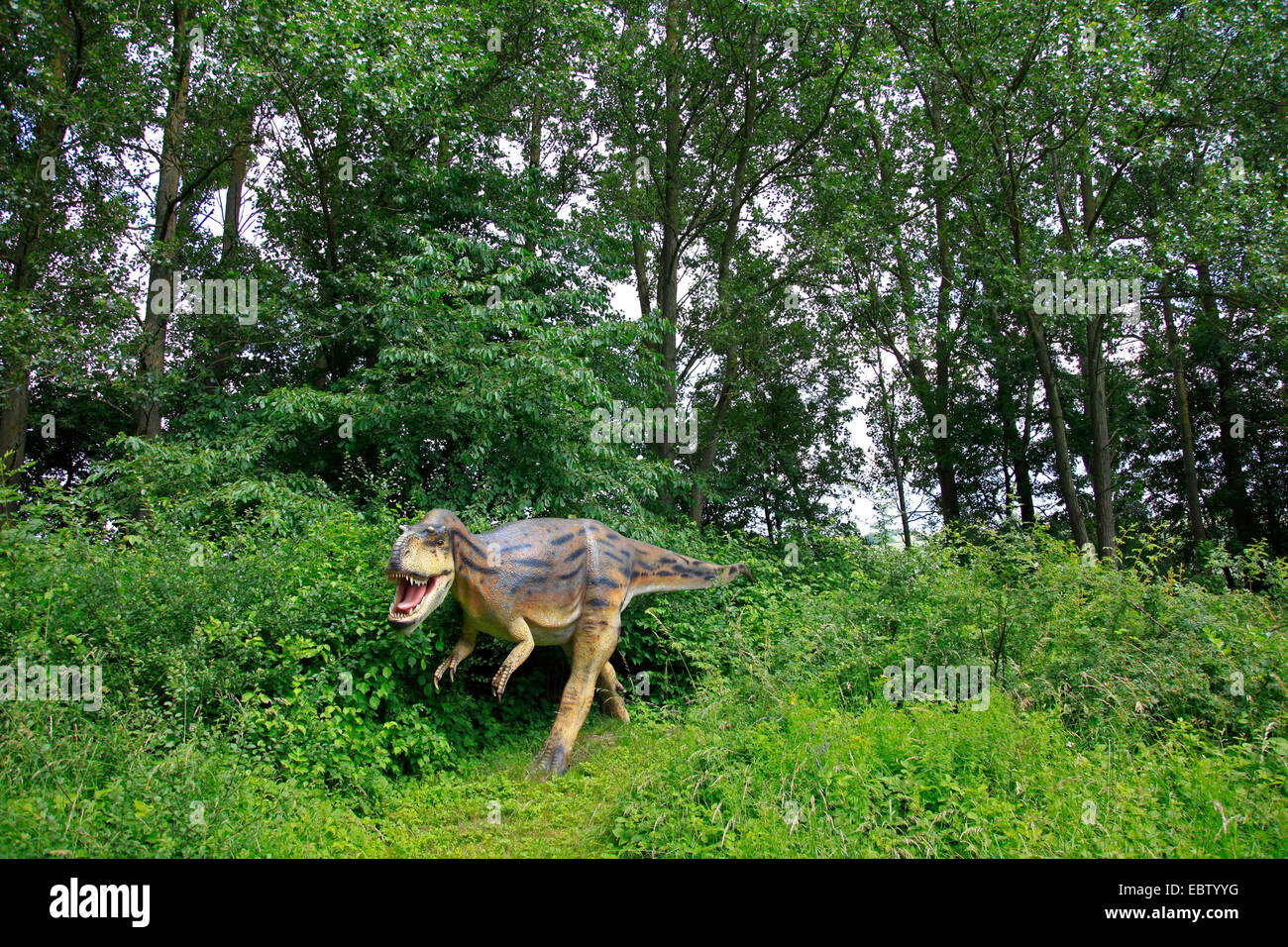 Albertosaurus (Albertosaurus), attacking Stock Photo - Alamy