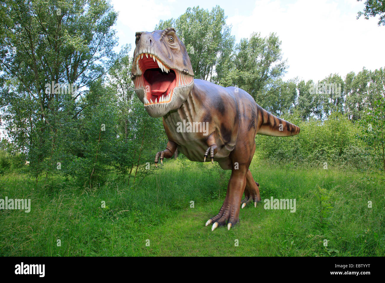 Tyrannosaurus (Tyrannosaurus rex), attacking Stock Photo - Alamy