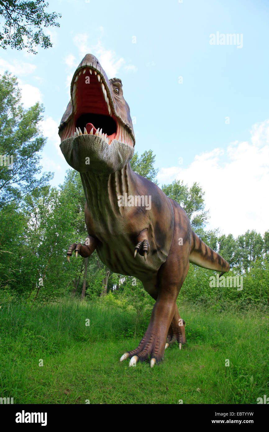 Tyrannosaurus (Tyrannosaurus rex), attacking Stock Photo - Alamy