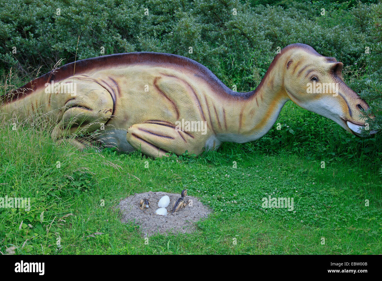 Edmontosaurus, Anatosaurus (Edmontosaurus, Anatosaurus), female Stock ...