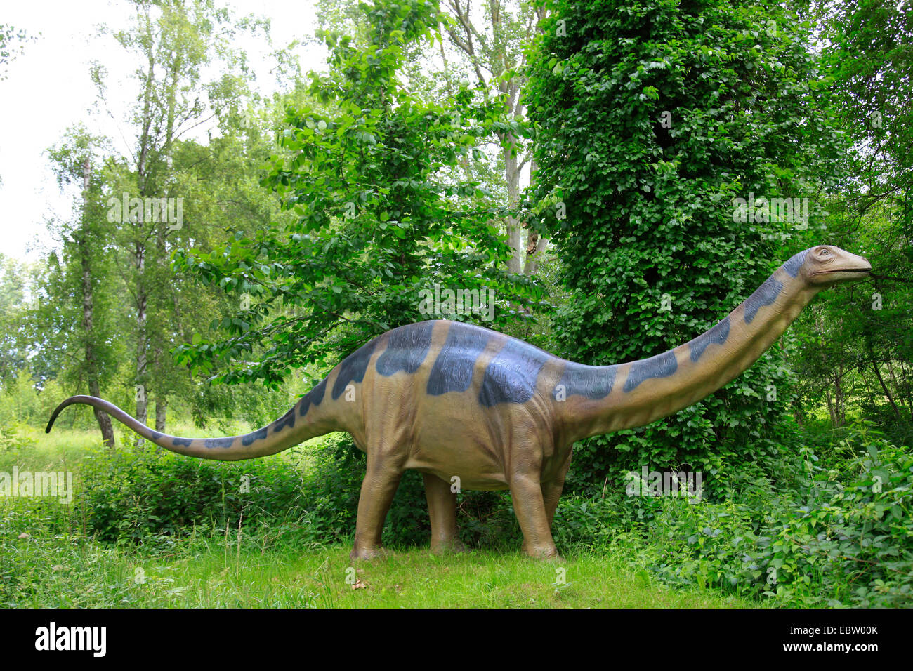 Apatosaurus, Brontosaurus (Apatosaurus, Brontosaurus), on a clearing ...
