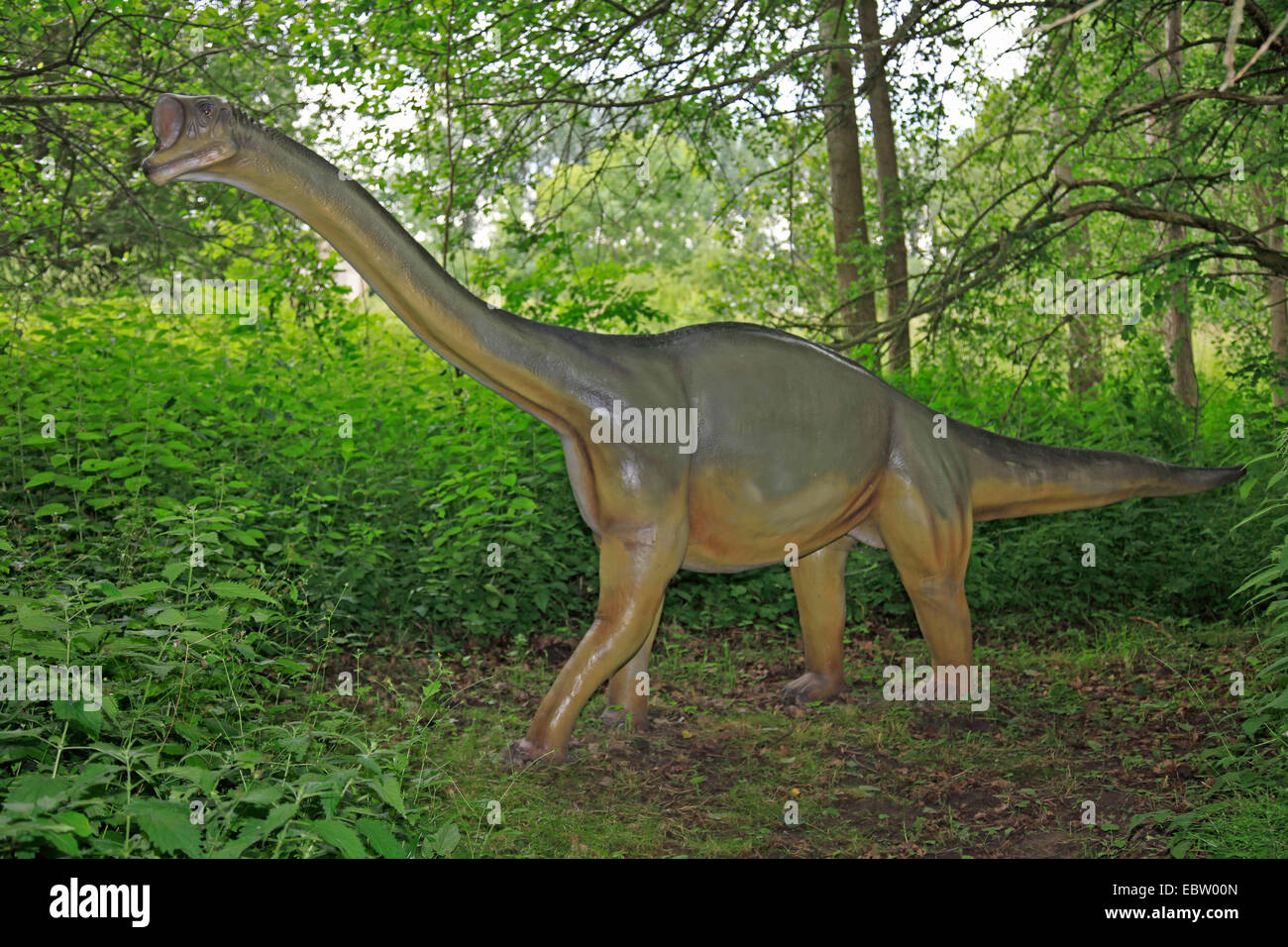 Europasaurus holgeri (Europasaurus holgeri), individual on a clearing ...