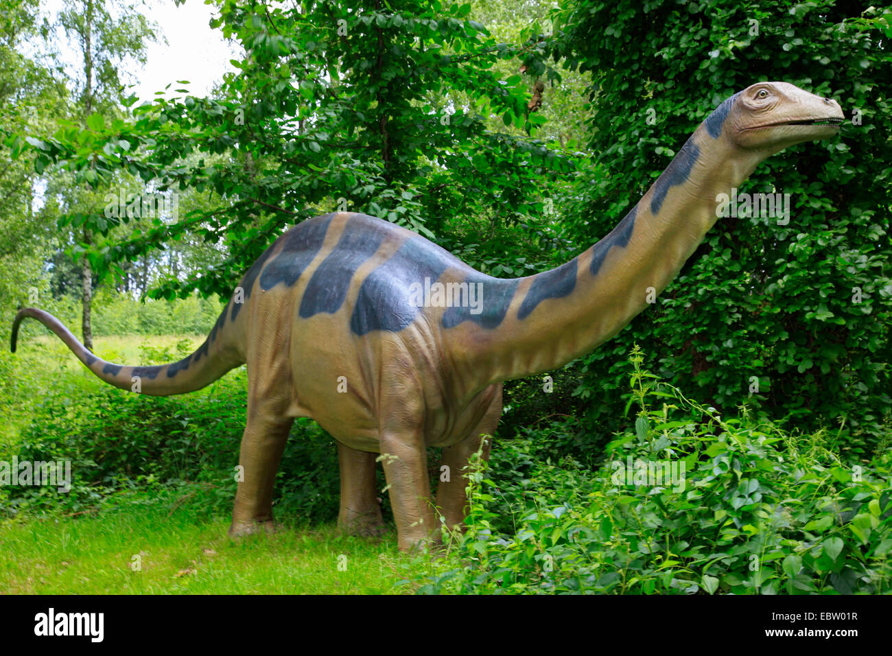 Apatosaurus, Brontosaurus (Apatosaurus, Brontosaurus), on a clearing ...