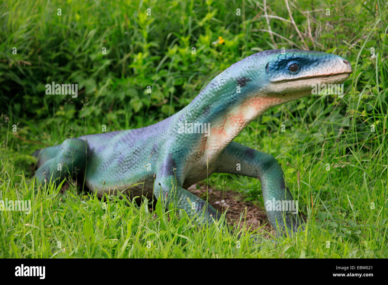 early reptile (Protorosaurus), ancestor of the Dinosaurs Stock Photo ...