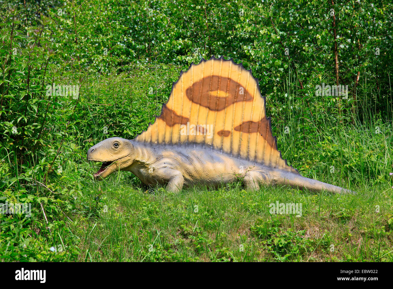 Dimetrodon (Dimetrodon), mammal like reptile Stock Photo - Alamy