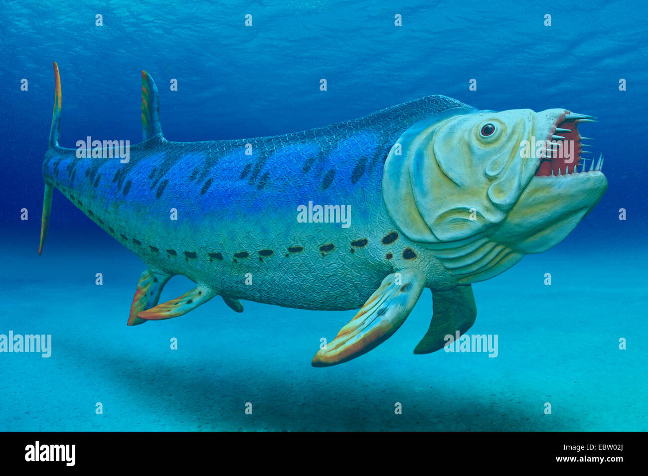 Sword-ray (Xiphactinus), under water Stock Photo - Alamy