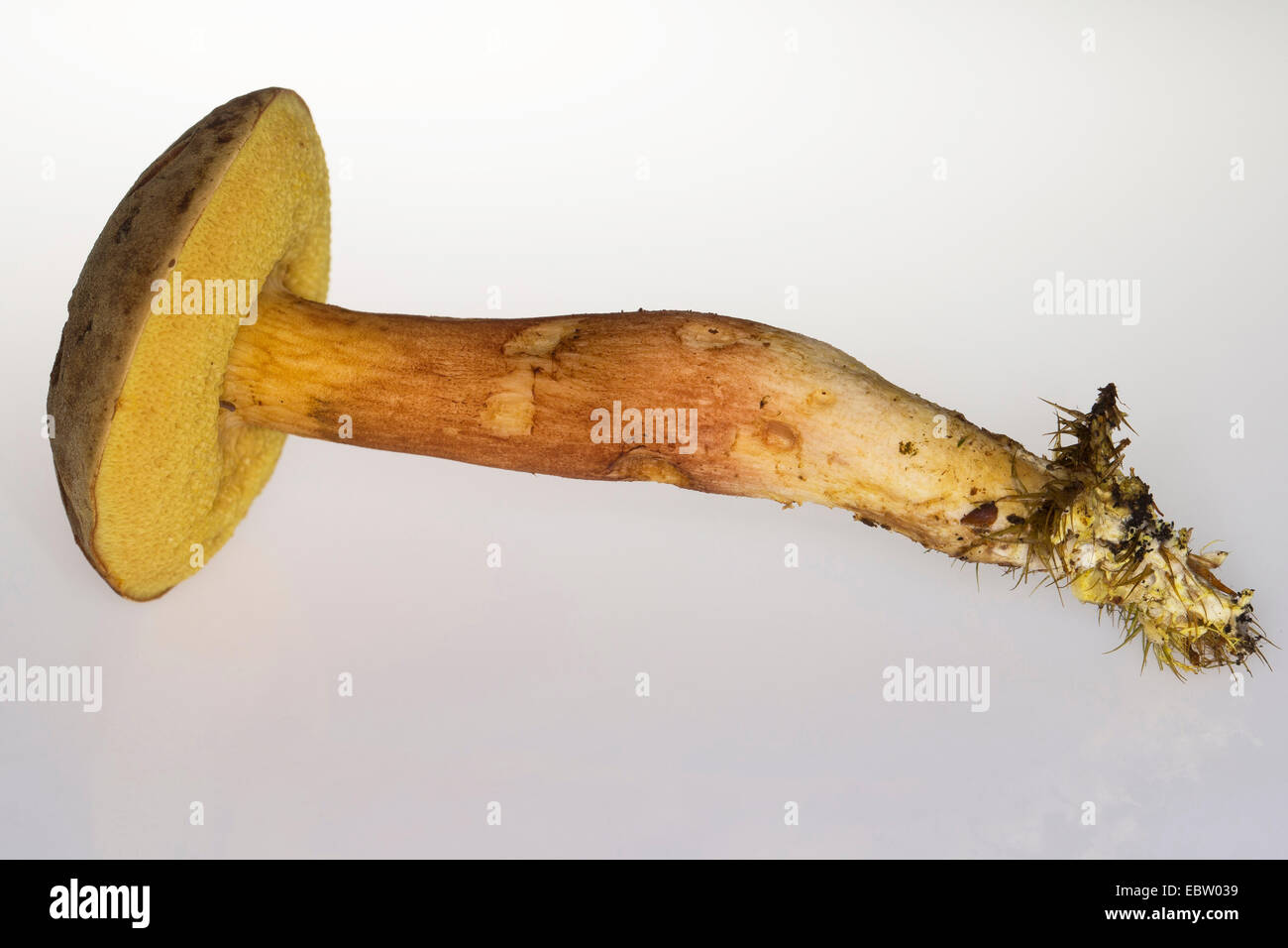 Boletus subtomentosus cut outs hi-res stock photography and images - Alamy