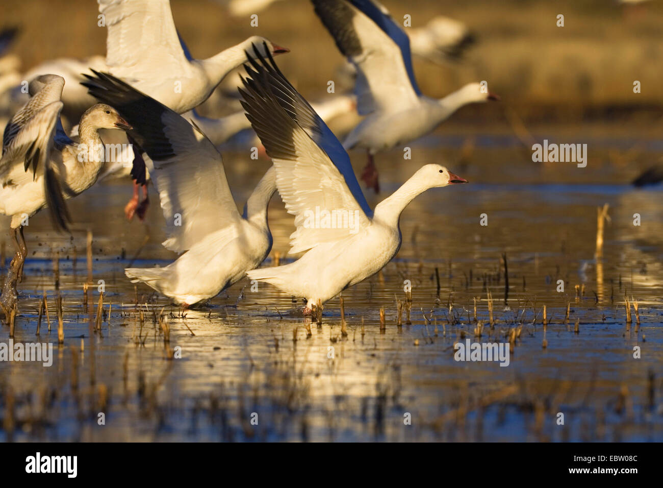 snow goose (Anser caerulescens atlanticus, Chen caerulescens atlanticus ...
