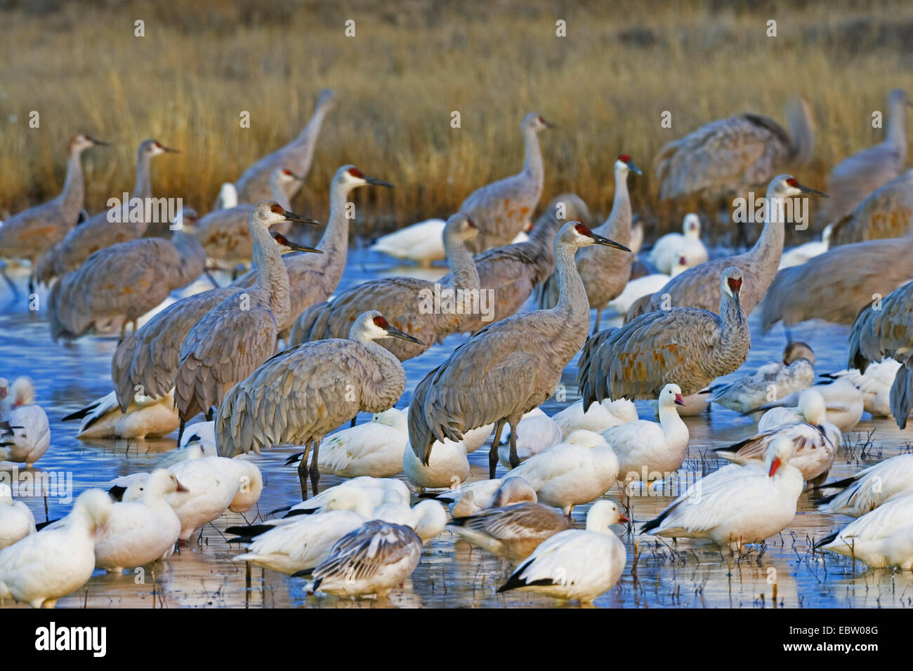 Crane roost park hi-res stock photography and images - Alamy