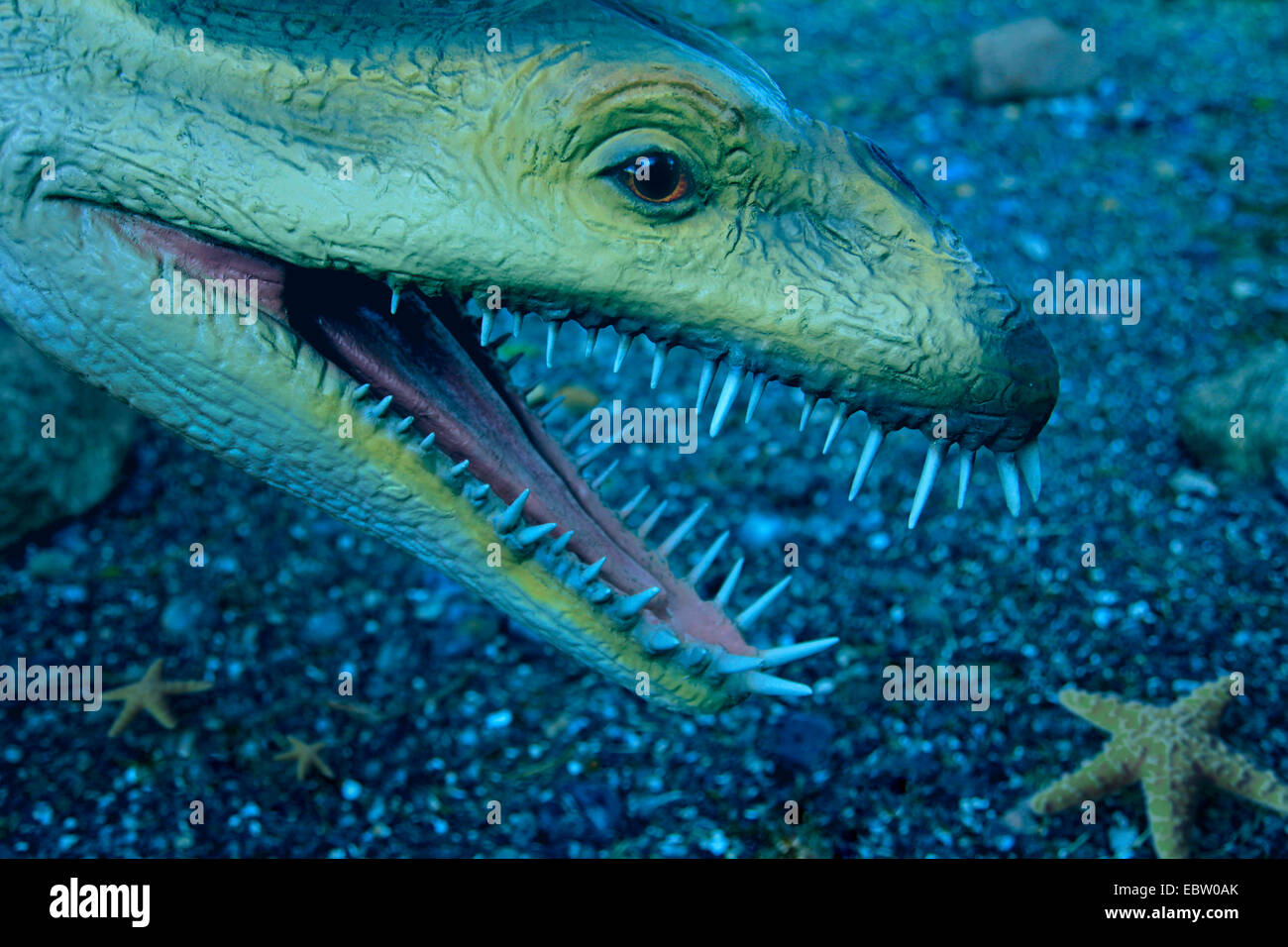 Nothosaur (Nothosaurus), portrait under water with seastar Stock Photo ...