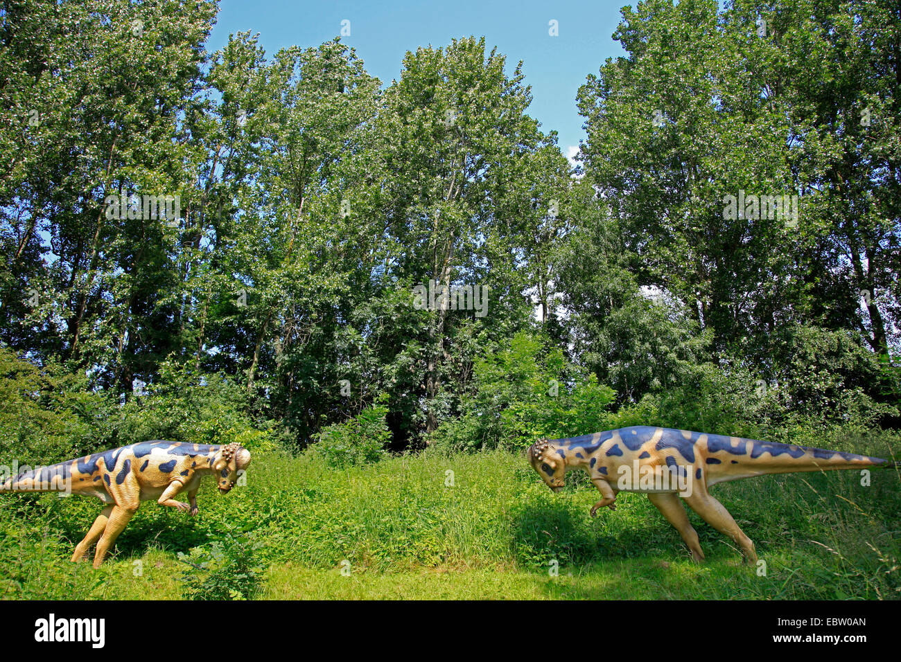 Thick Headed Lizard, Thick-Headed-Lizard (Pachycephalosaurus), two ...