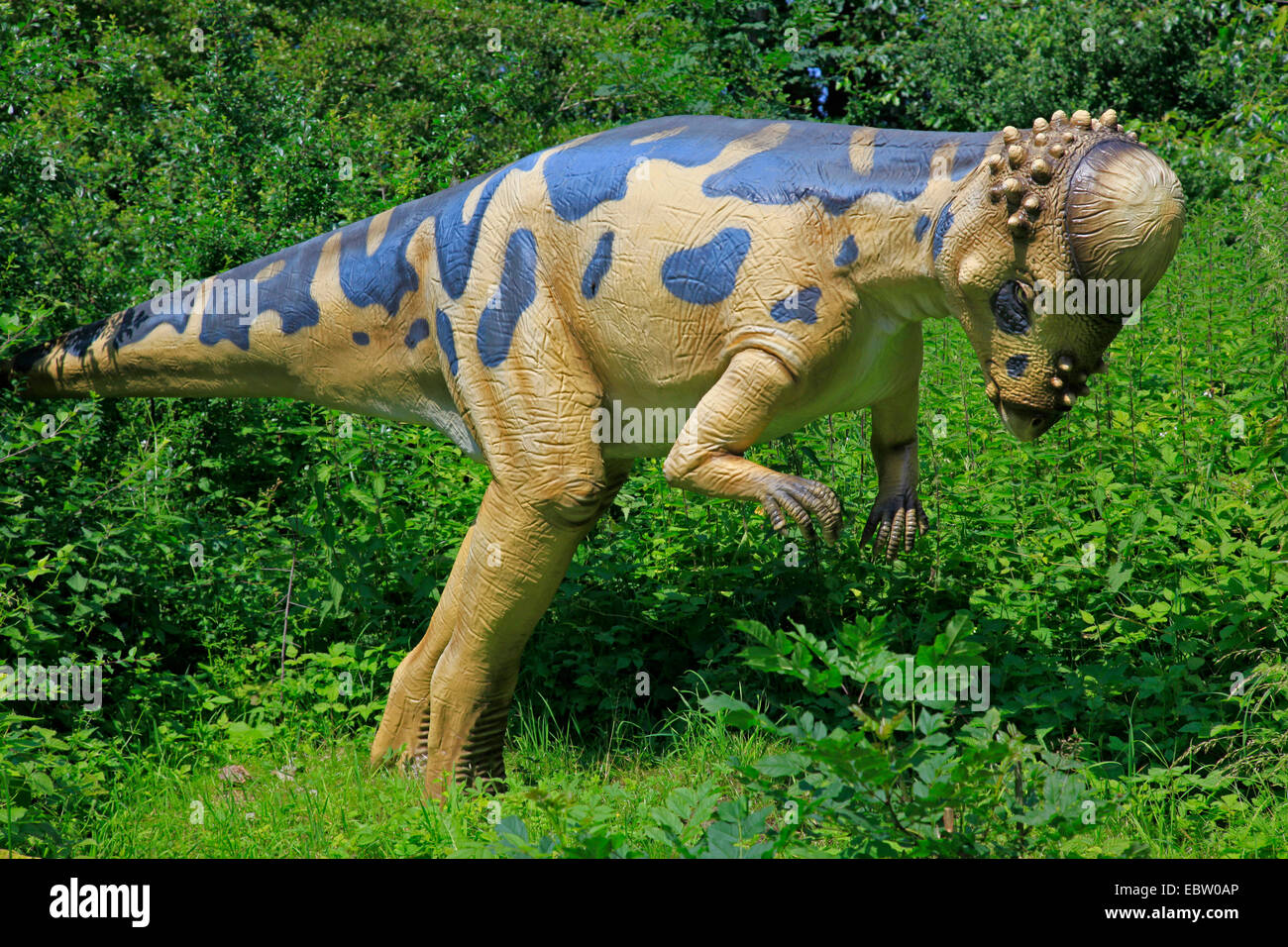 Thick Headed Lizard, Thick-Headed-Lizard (Pachycephalosaurus), while ...