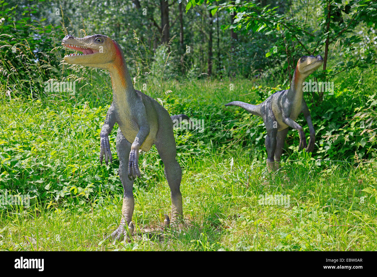 Fast Hunter (Velociraptor), two individuals on a clearing Stock Photo ...