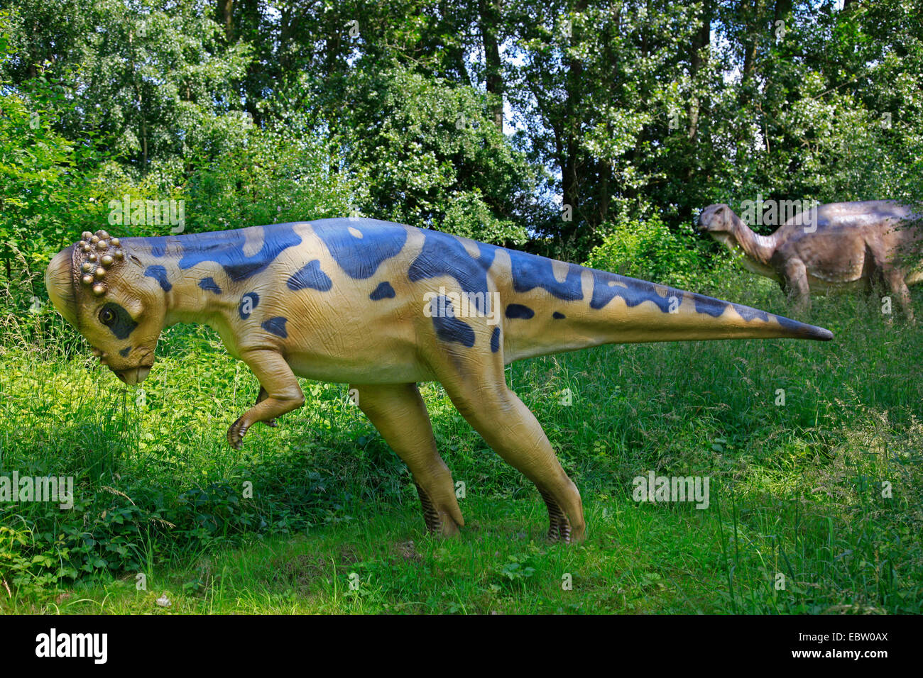 Thick Headed Lizard, Thick-Headed-Lizard (Pachycephalosaurus), while ...
