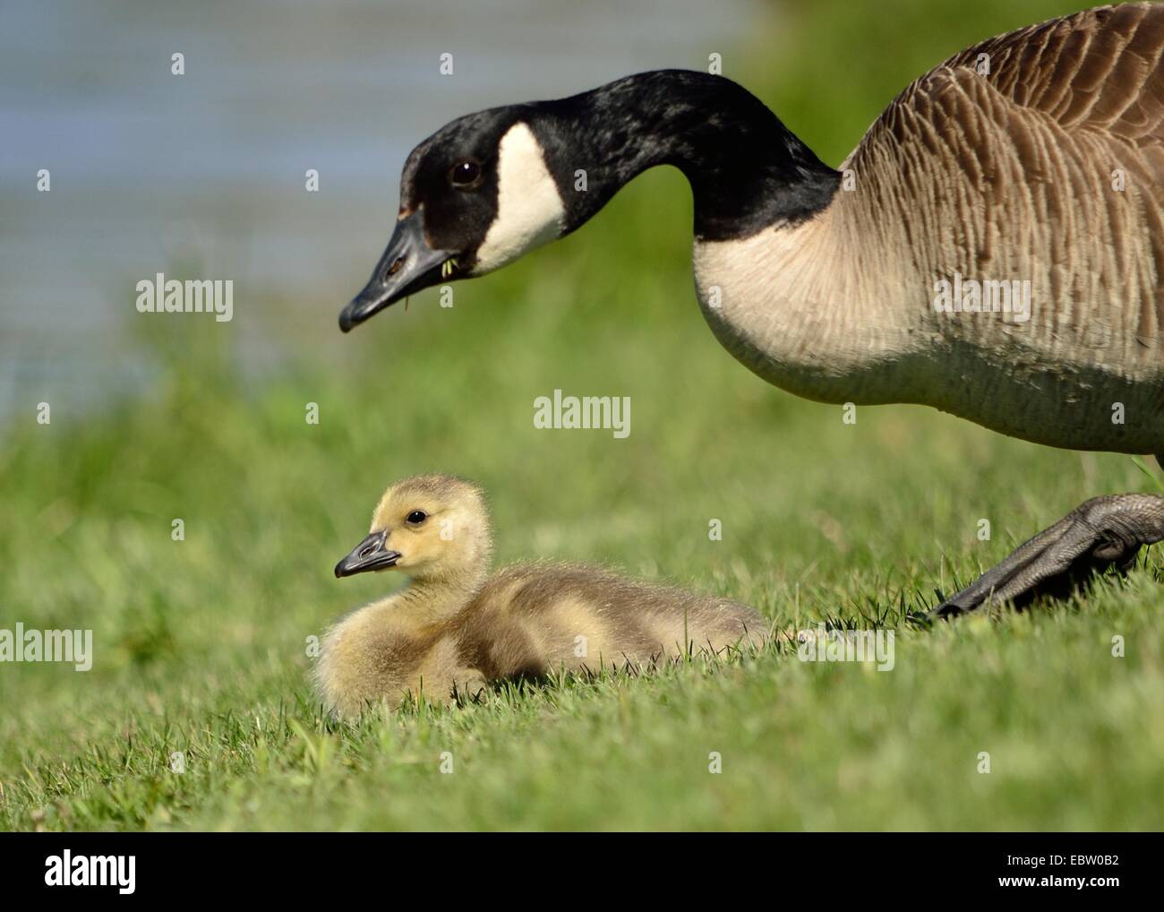 A Canada goose floating in a body of water Stock Photo - Alamy